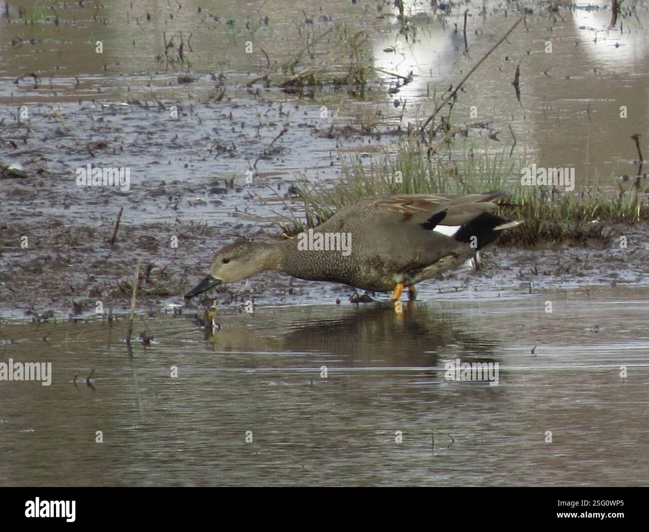 Gadwall (Mareca strepera), Aves, RSPB Dearne Valley - Wombwell Ings ...