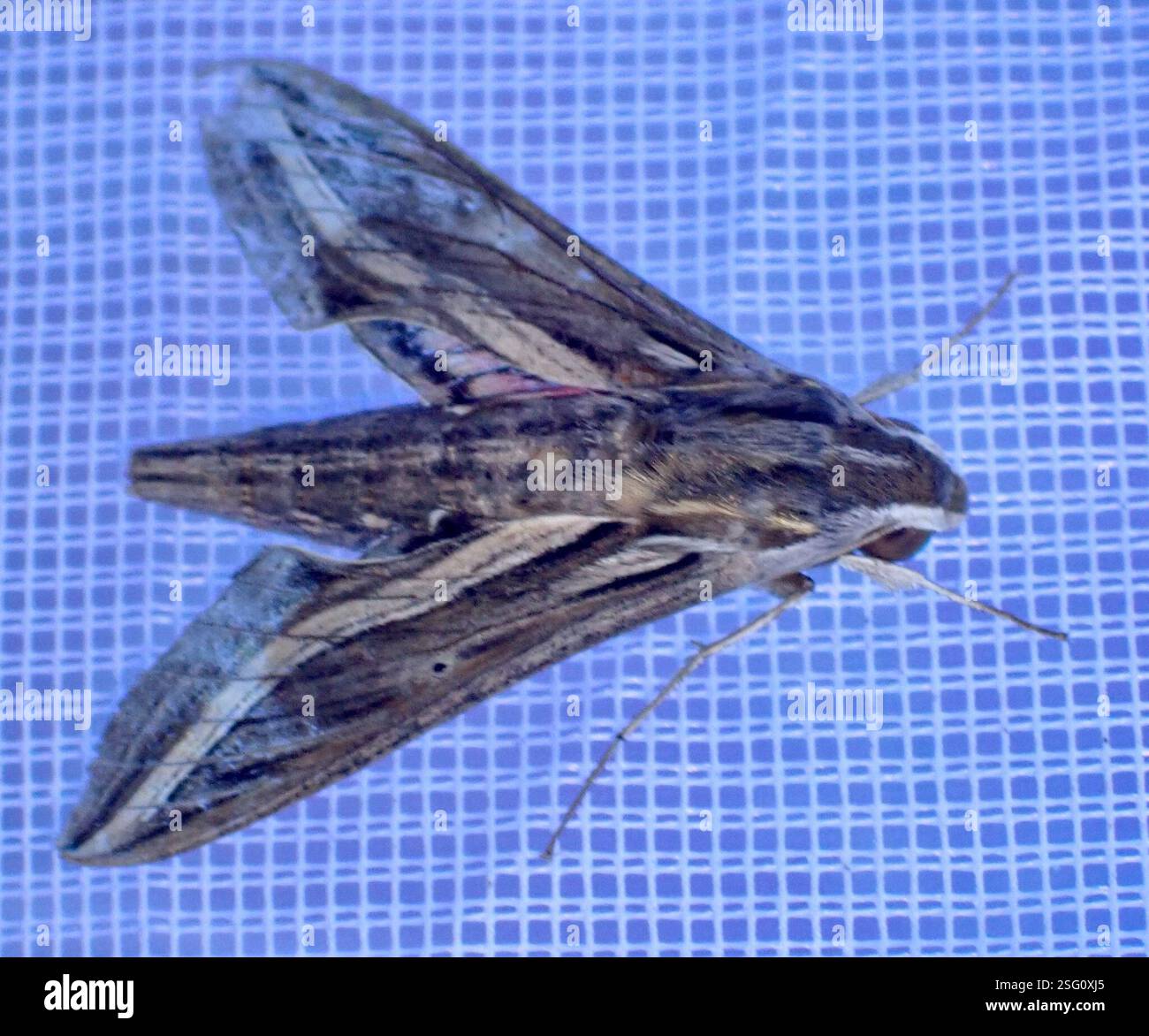 Vine Hawkmoth (Hippotion celerio), Insecta, São Vicente, Cape Verde, CV ...