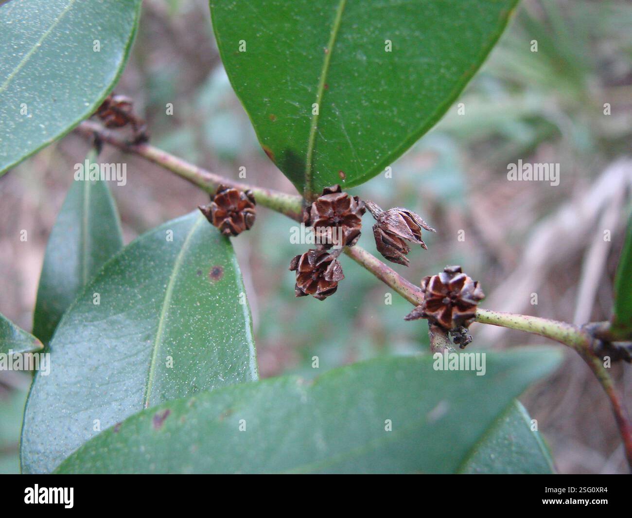 fetterbush lyonia (Lyonia lucida), Plantae, Georgia, US Stock Photo - Alamy