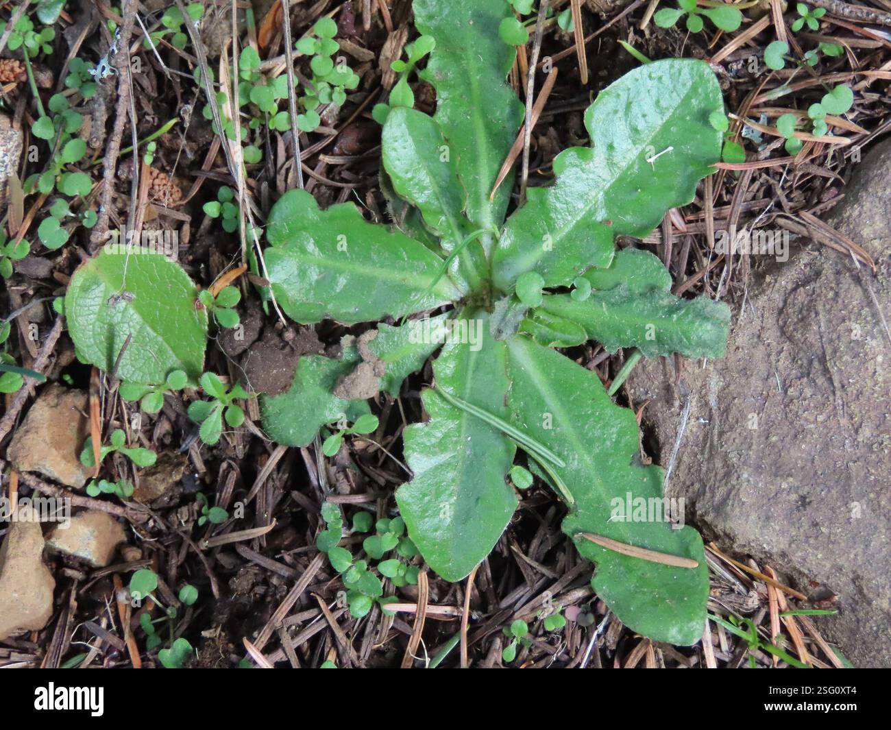 Common Cat's-ear (Hypochaeris radicata), Plantae, View Royal, BC ...