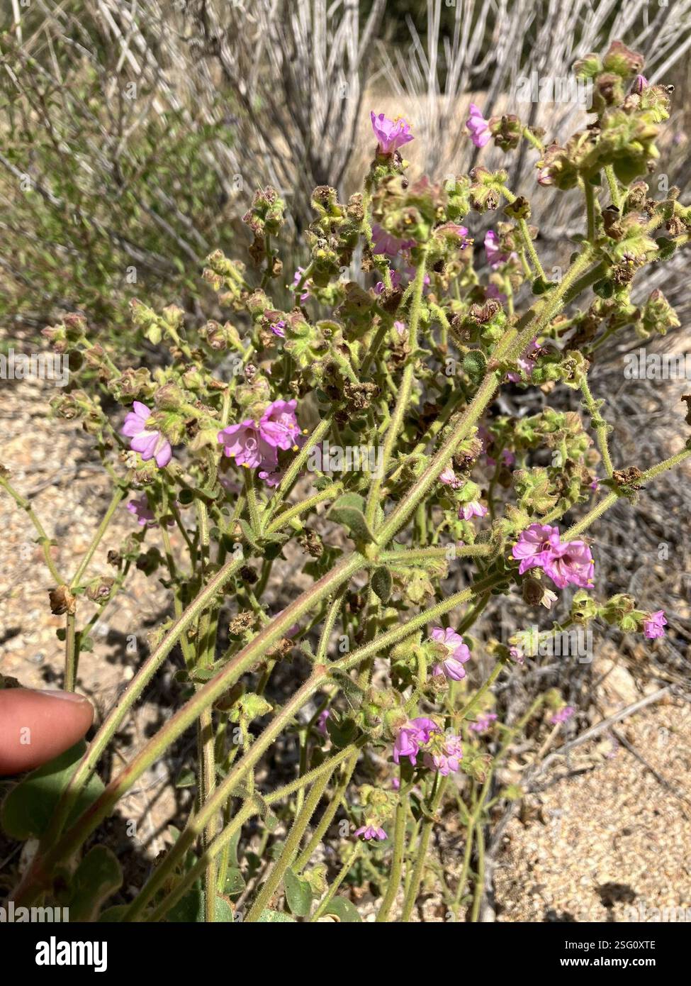 White Four o'Clock (Mirabilis albida), Plantae, Mojave National ...