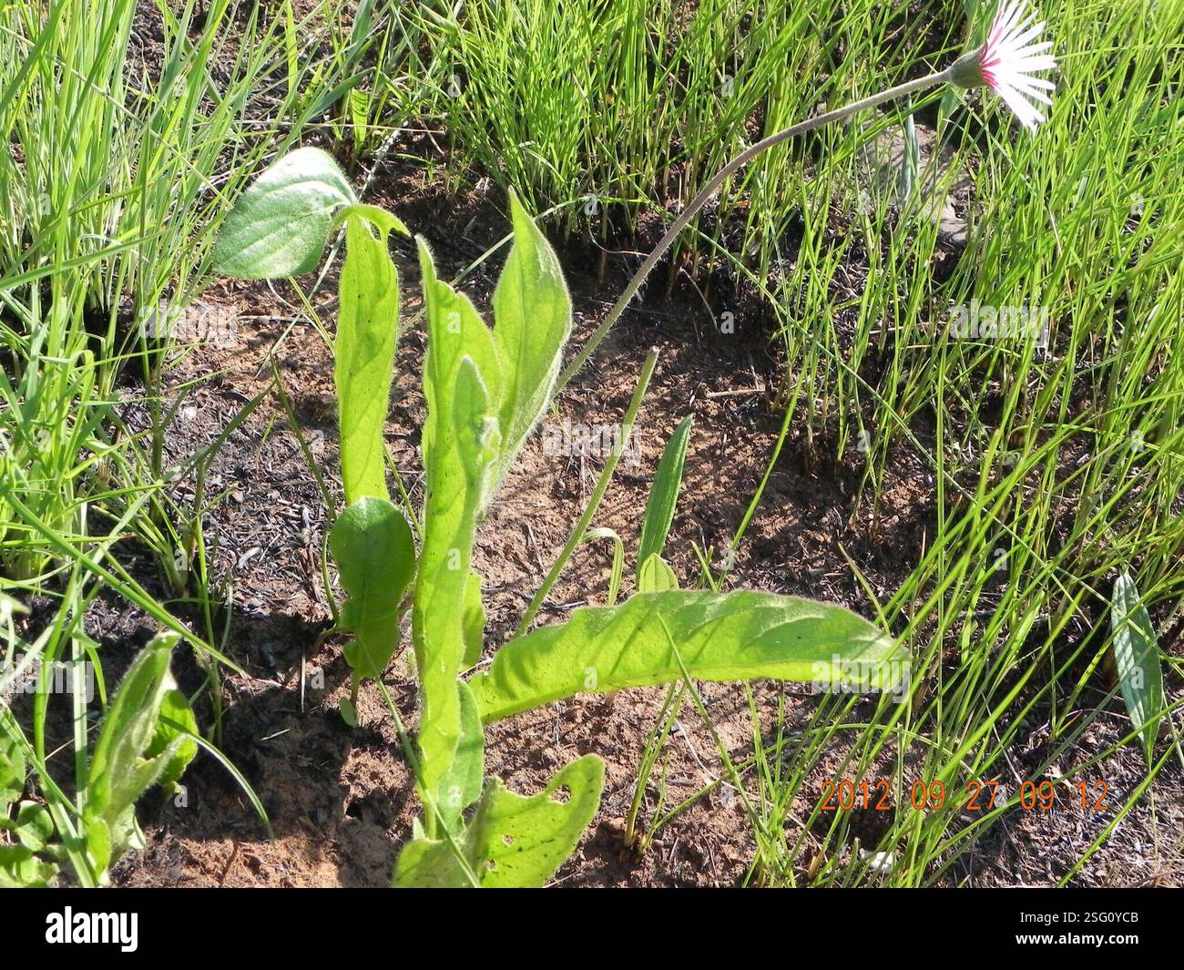 Butter Gerbera (Gerbera ambigua), Plantae, uThukela District ...