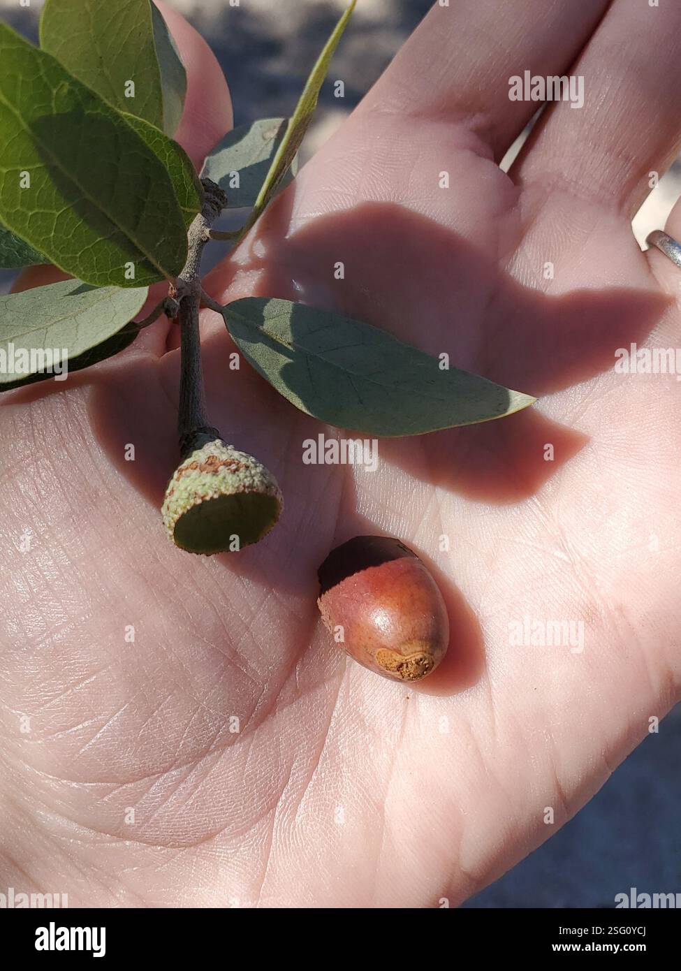 Brandegee Oak (Quercus brandegeei), Plantae, La Paz, MX-BS, MX Stock ...