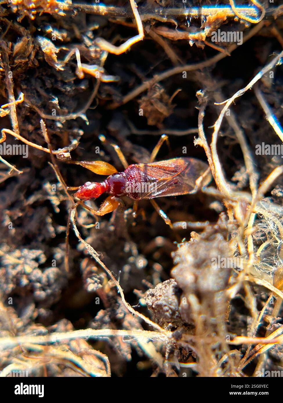 (Heraeus coquilletti), Insecta, San Luis Obispo, CA, US, Cow dung Stock ...