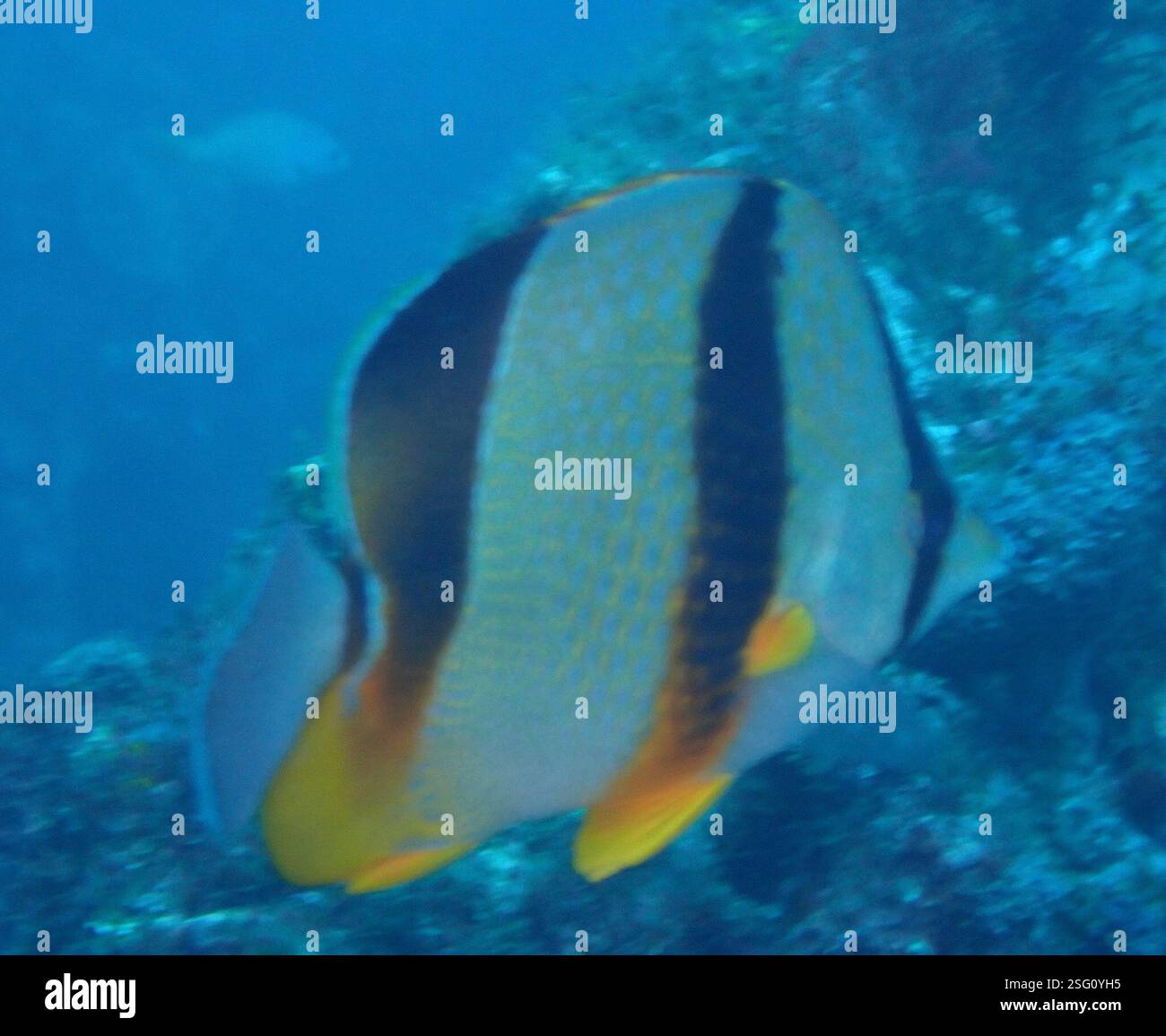 Three-banded Butterflyfish (Chaetodon robustus), Actinopterygii, Baía ...