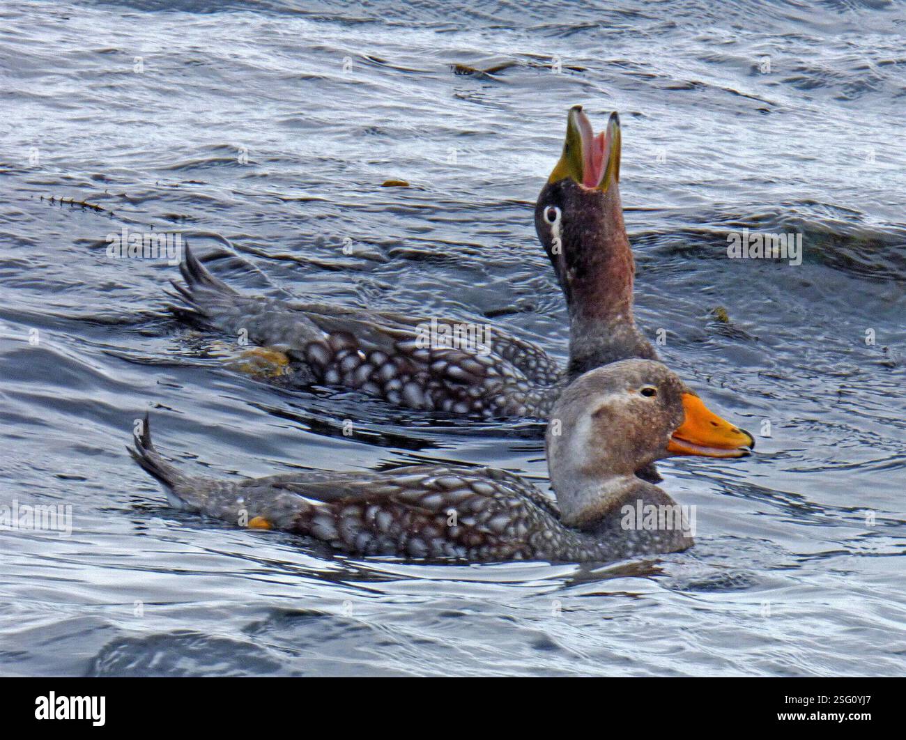 Falkland Steamer Duck (Tachyeres brachypterus), Aves, Puerto Argentino ...