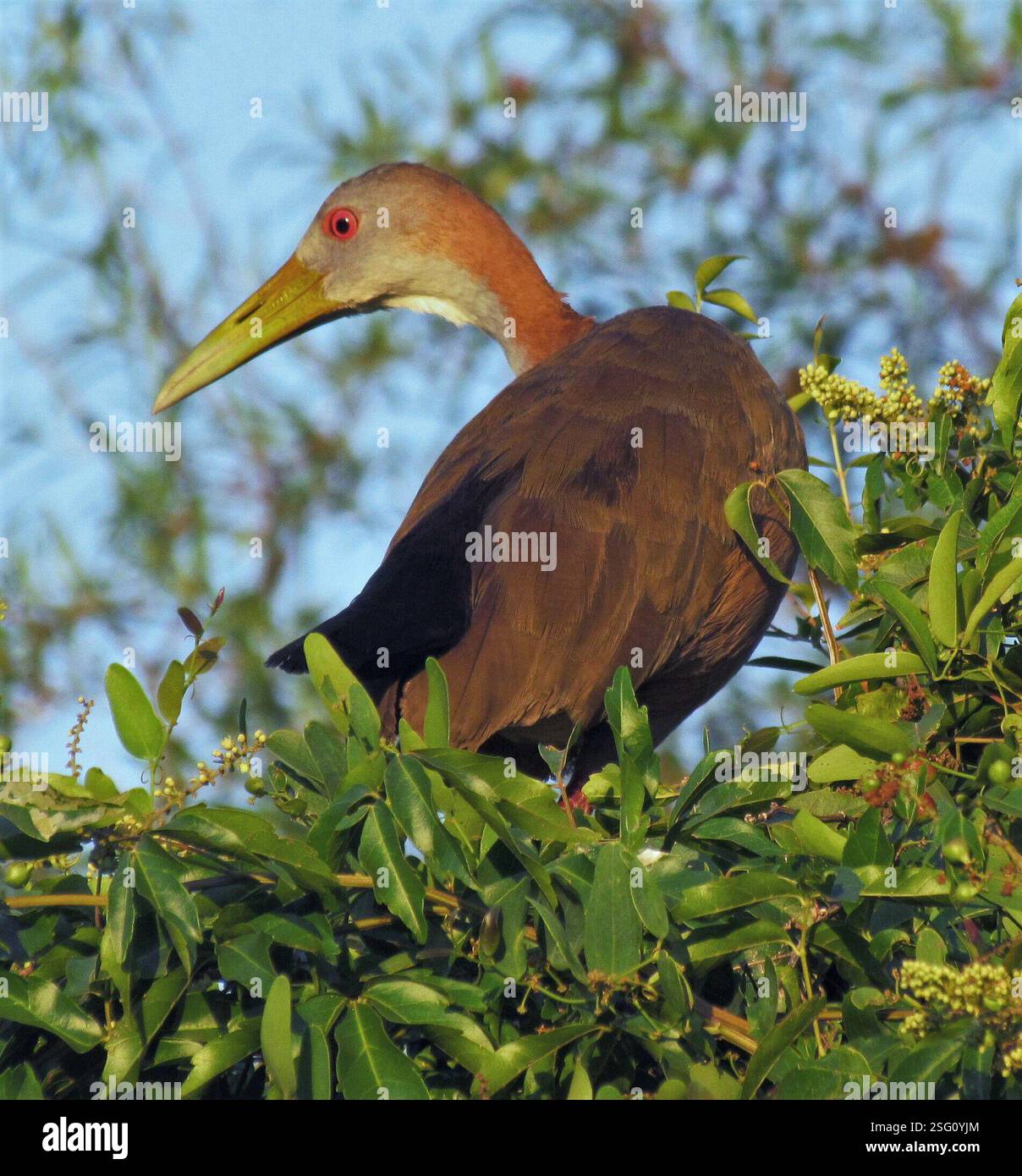 Giant Wood-Rail (Aramides ypecaha), Aves, Col. Carlos Pellegrini ...
