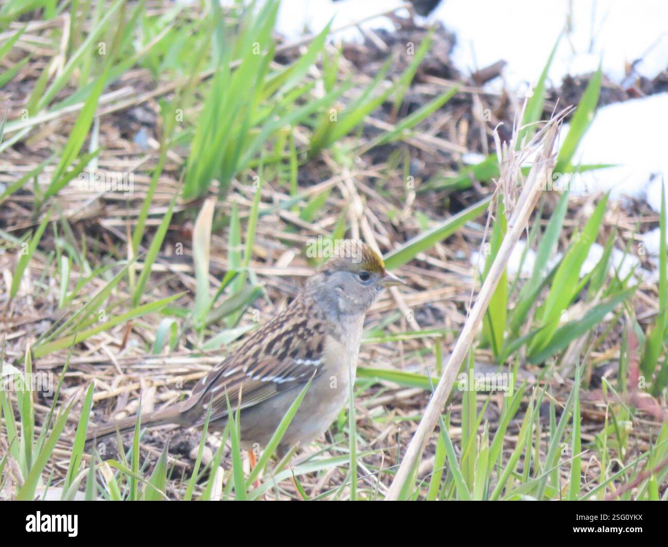 Golden-crowned Sparrow (Zonotrichia atricapilla), Aves, Capital, BC ...
