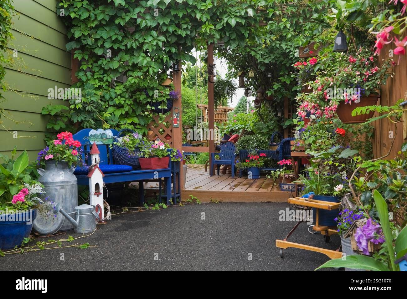 Climbing Vitis - Vine on brown wooden trellis of pergola and containers ...