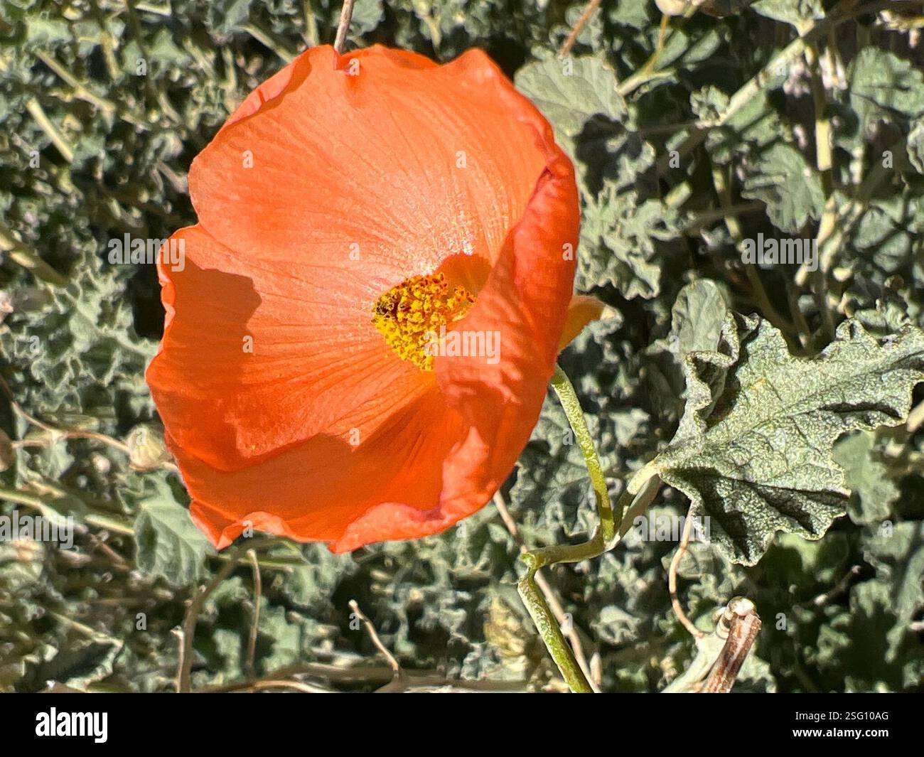 apricot mallow (Sphaeralcea ambigua), Plantae, Anza-Borrego Desert ...