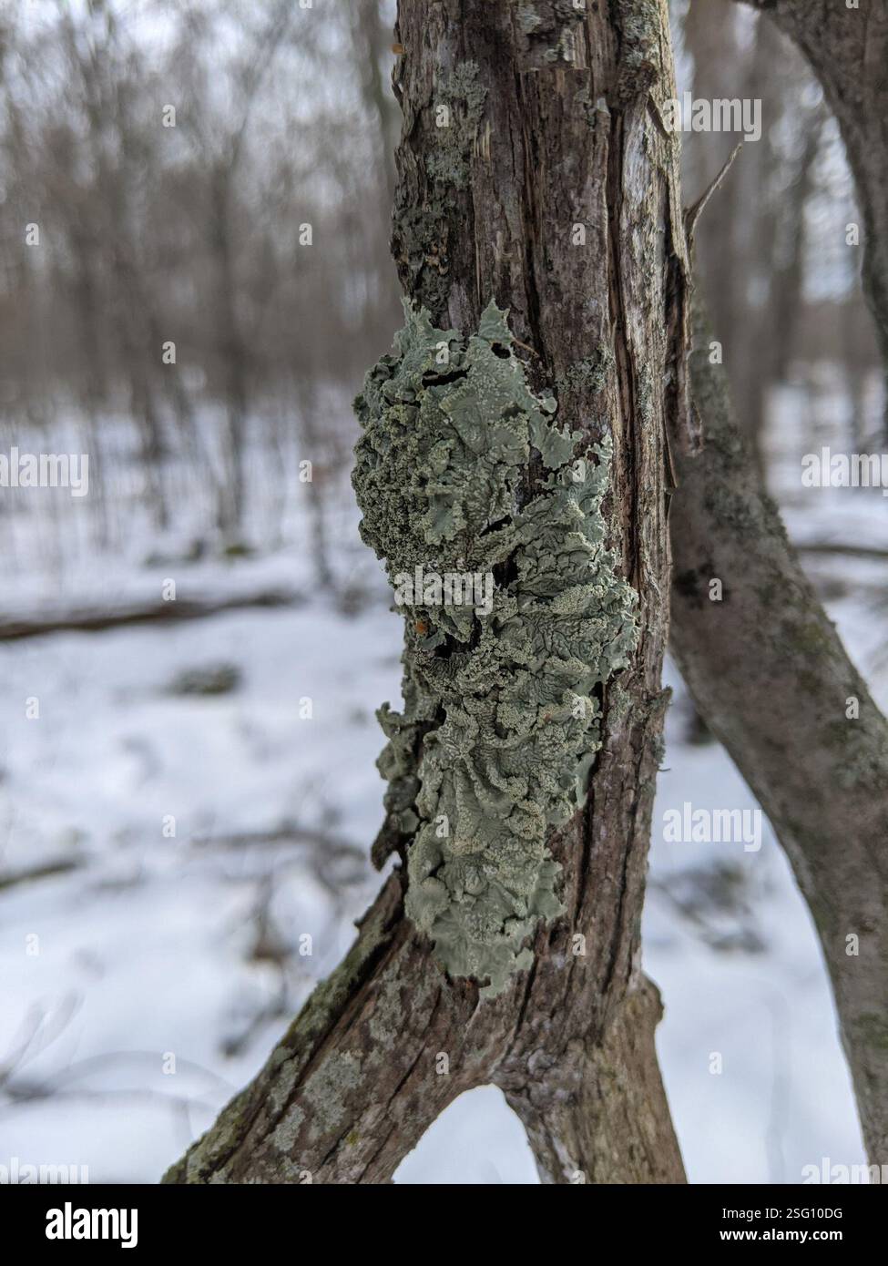 typical shield lichens (Parmelioideae), Fungi, Frontenac, CA-ON, CA ...