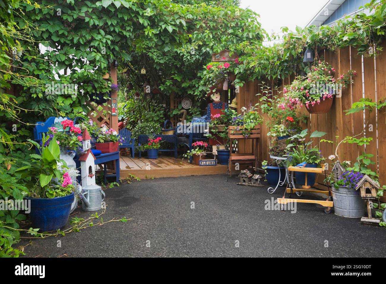 Climbing Vitis - Vine on brown wooden trellis of pergola and containers ...