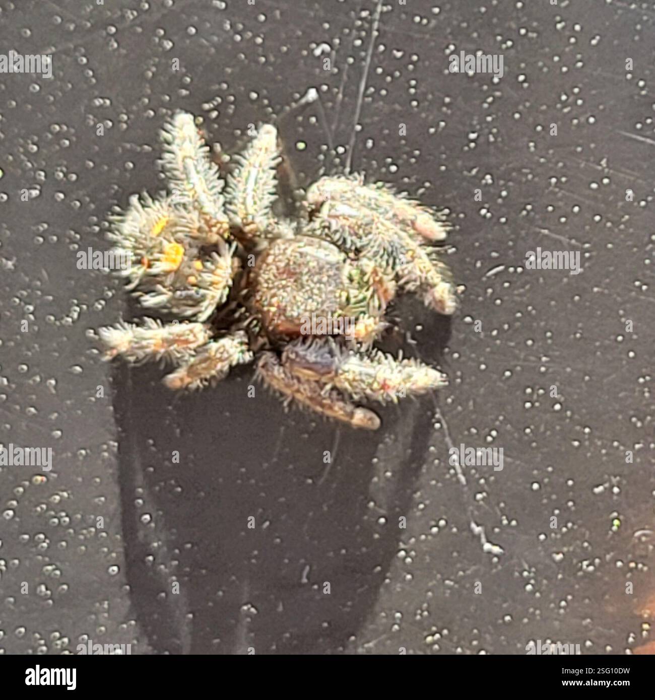 Bold Jumping Spider (Phidippus audax), Arachnida, University Park, Los ...