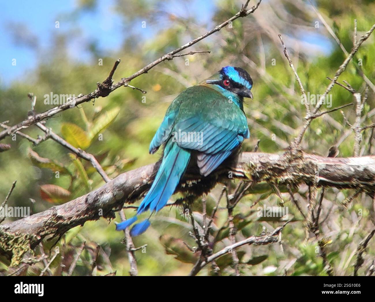 Lesson's Motmot (Momotus lessonii), Aves, 855V+2WG Posible arbol ...