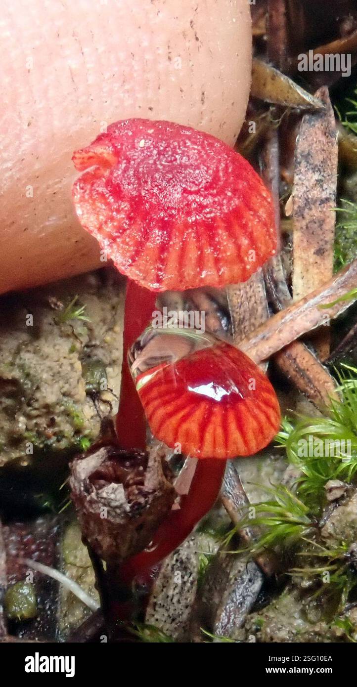 ruby bonnet (Cruentomycena viscidocruenta), Fungi, Auckland, Waitemata ...