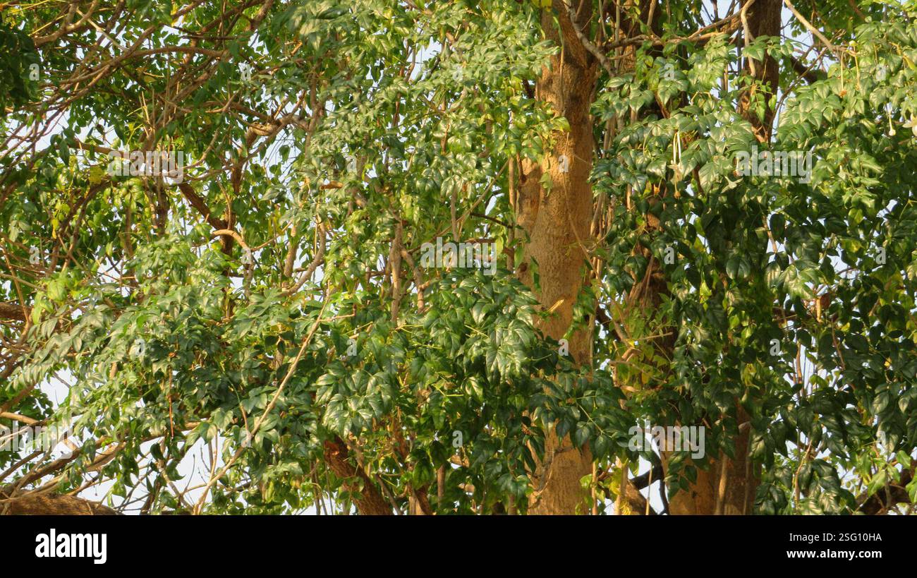 Indian Cork Tree (Millingtonia hortensis), Plantae, Чианг Май, Таиланд ...