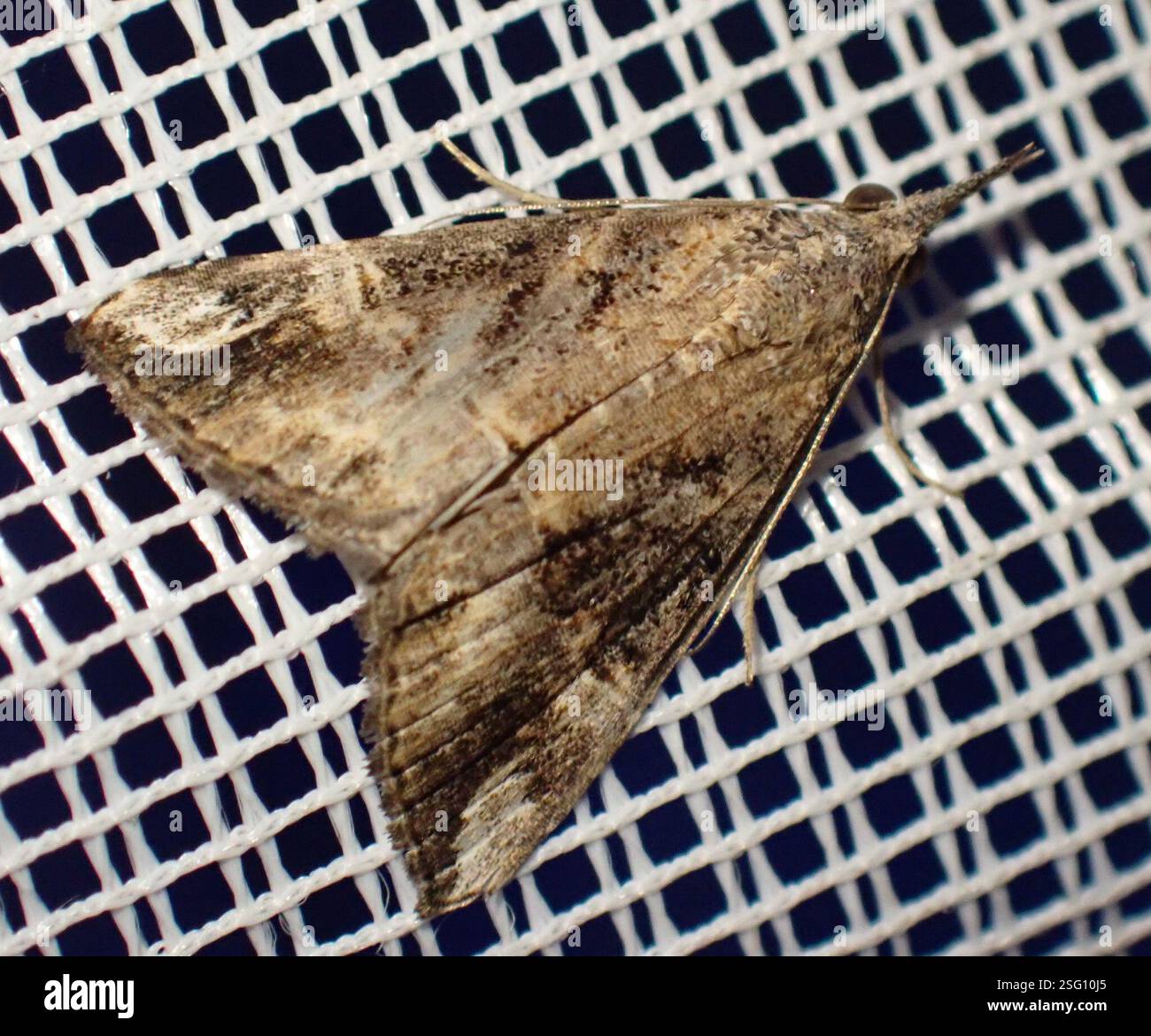 Lantana Defoliator (Hypena laceratalis), Insecta, Santo Antão, Cape ...