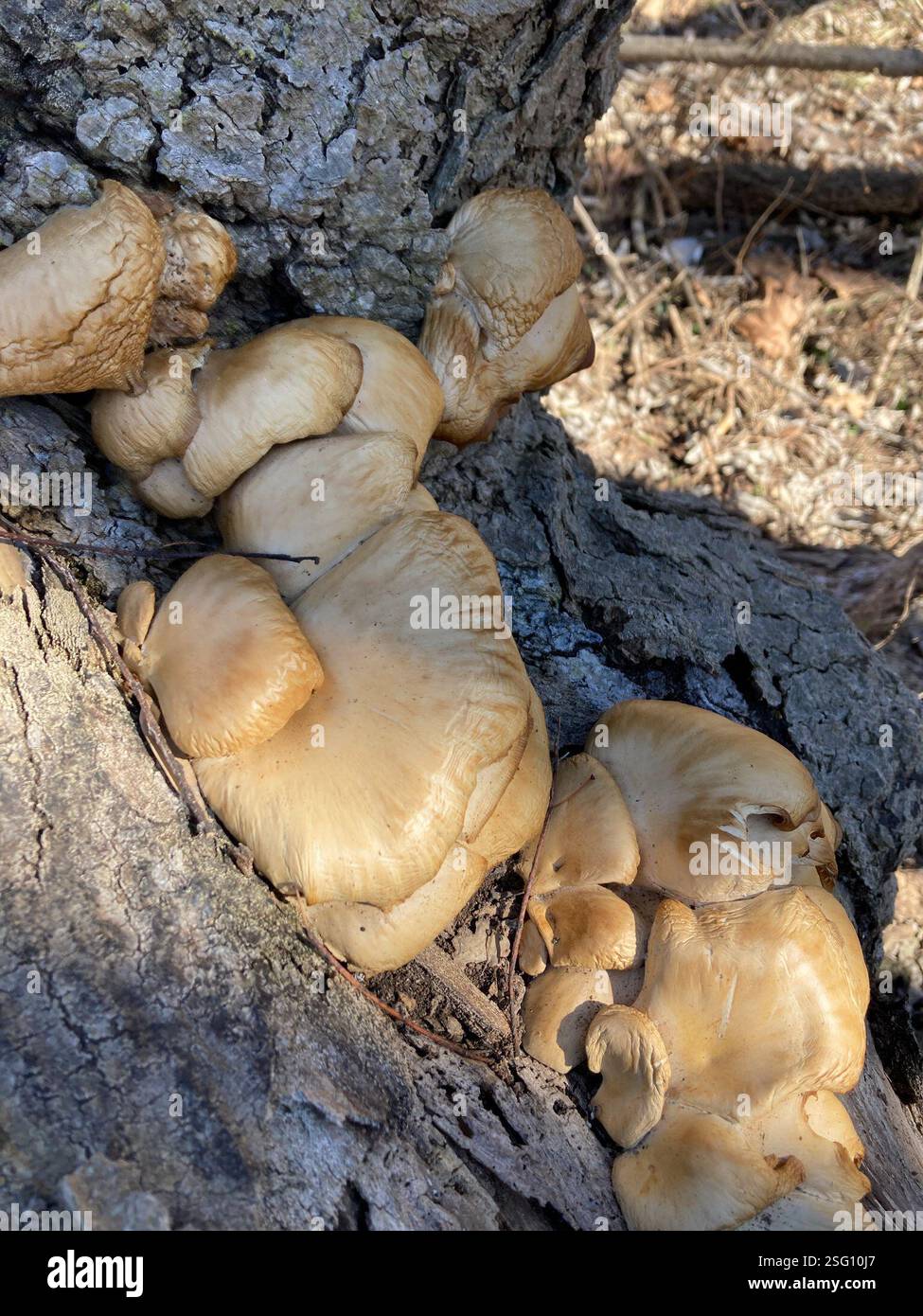 Oyster Mushroom (Pleurotus ostreatus), Fungi, I-465 E, Indianapolis, IN ...