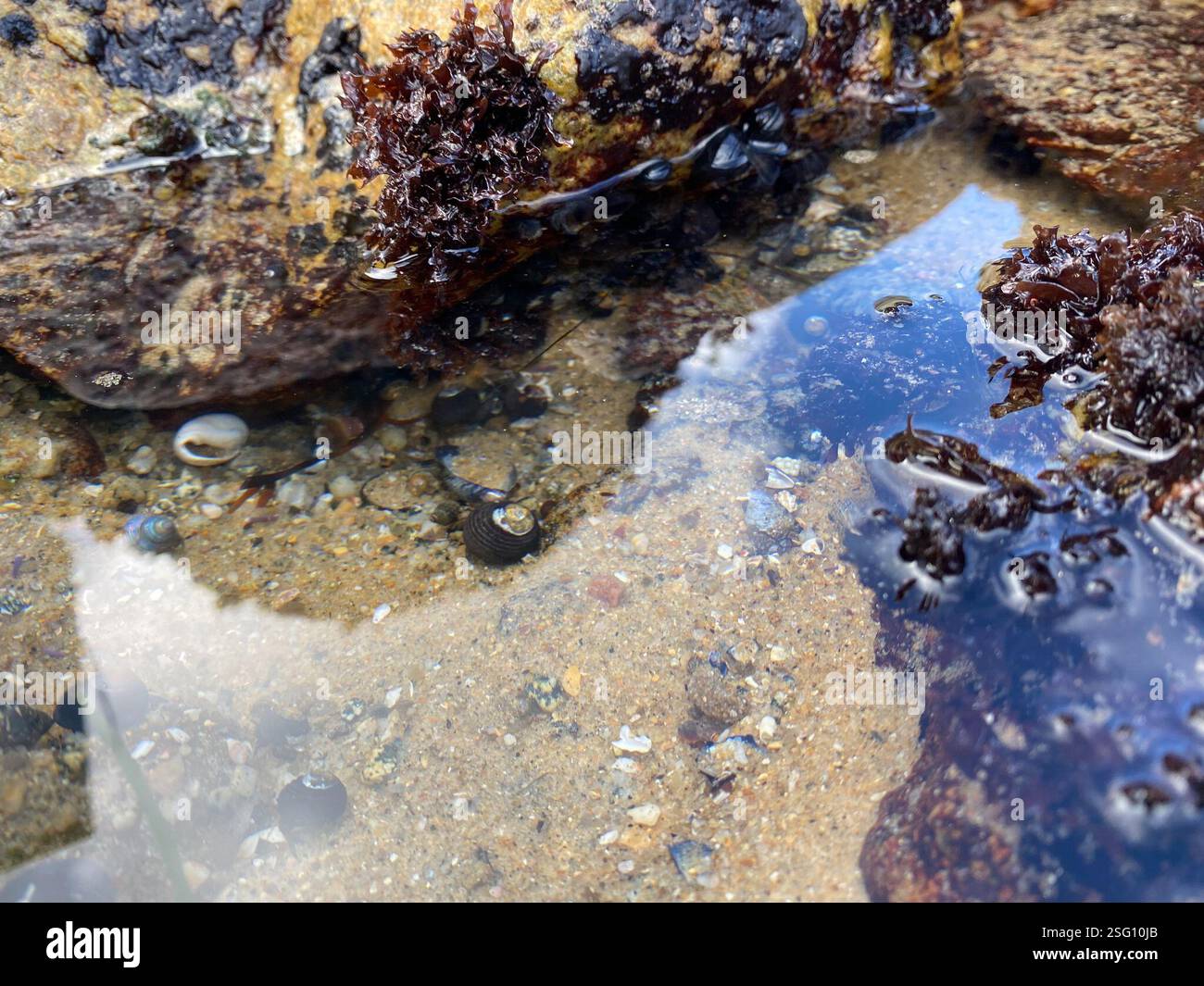 Black Tegula (Tegula funebralis), Mollusca, Monterey Bay, Monterey, CA ...
