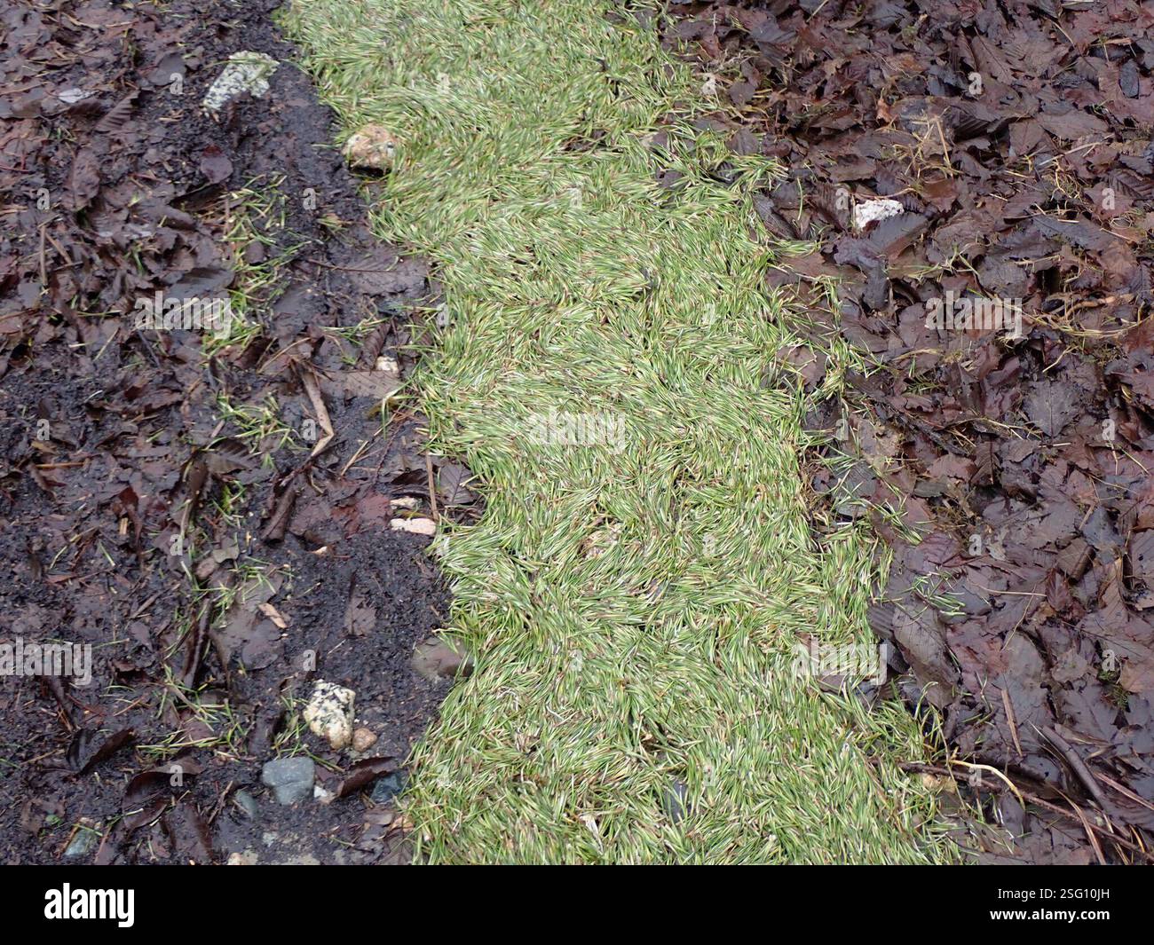 Shore pine pinus contorta contorta hi-res stock photography and images ...
