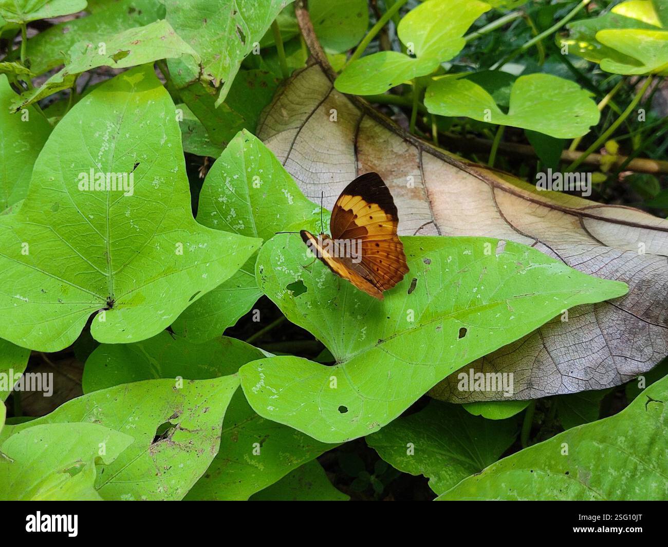 Rustic (Cupha erymanthis), Insecta, Kumplampoika, Kerala 689661, India Stock Photo - Alamy
