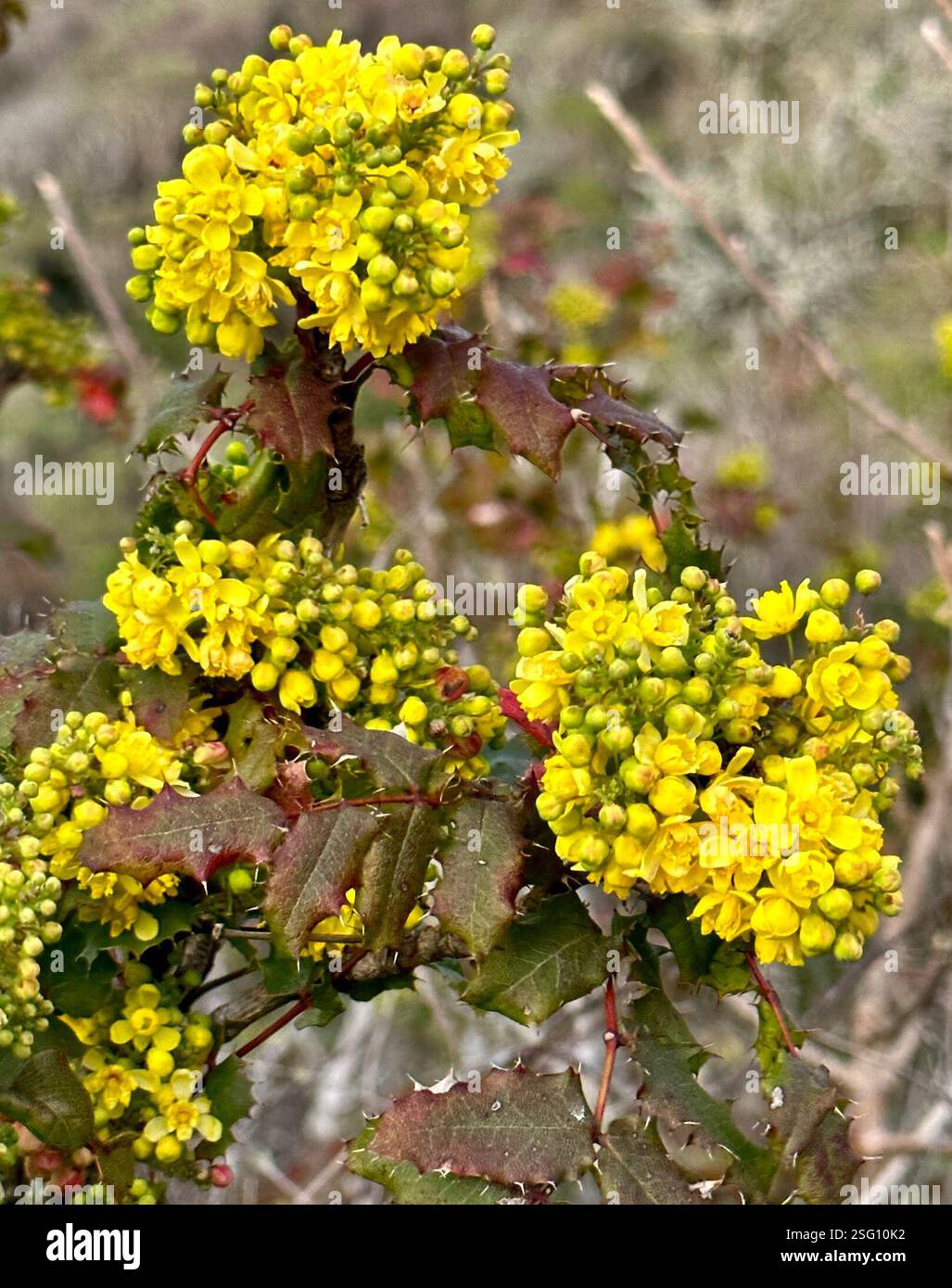 California barberry (Berberis pinnata), Plantae, Golden Gate National ...