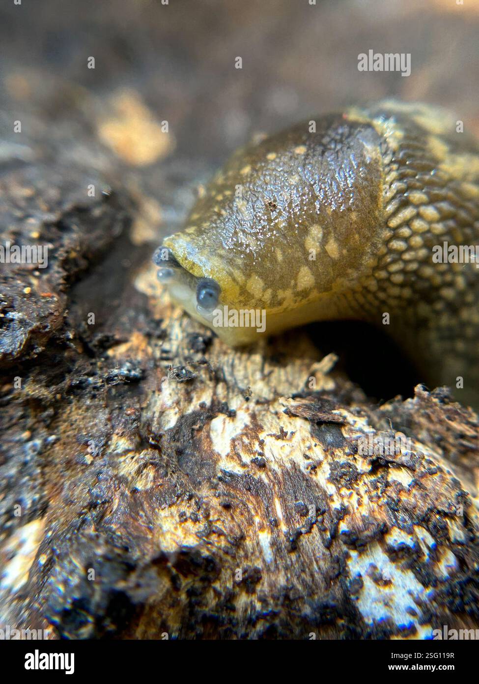 Yellow Cellar Slug (Limacus flavus), Mollusca, Broderson Ave, Los Osos ...