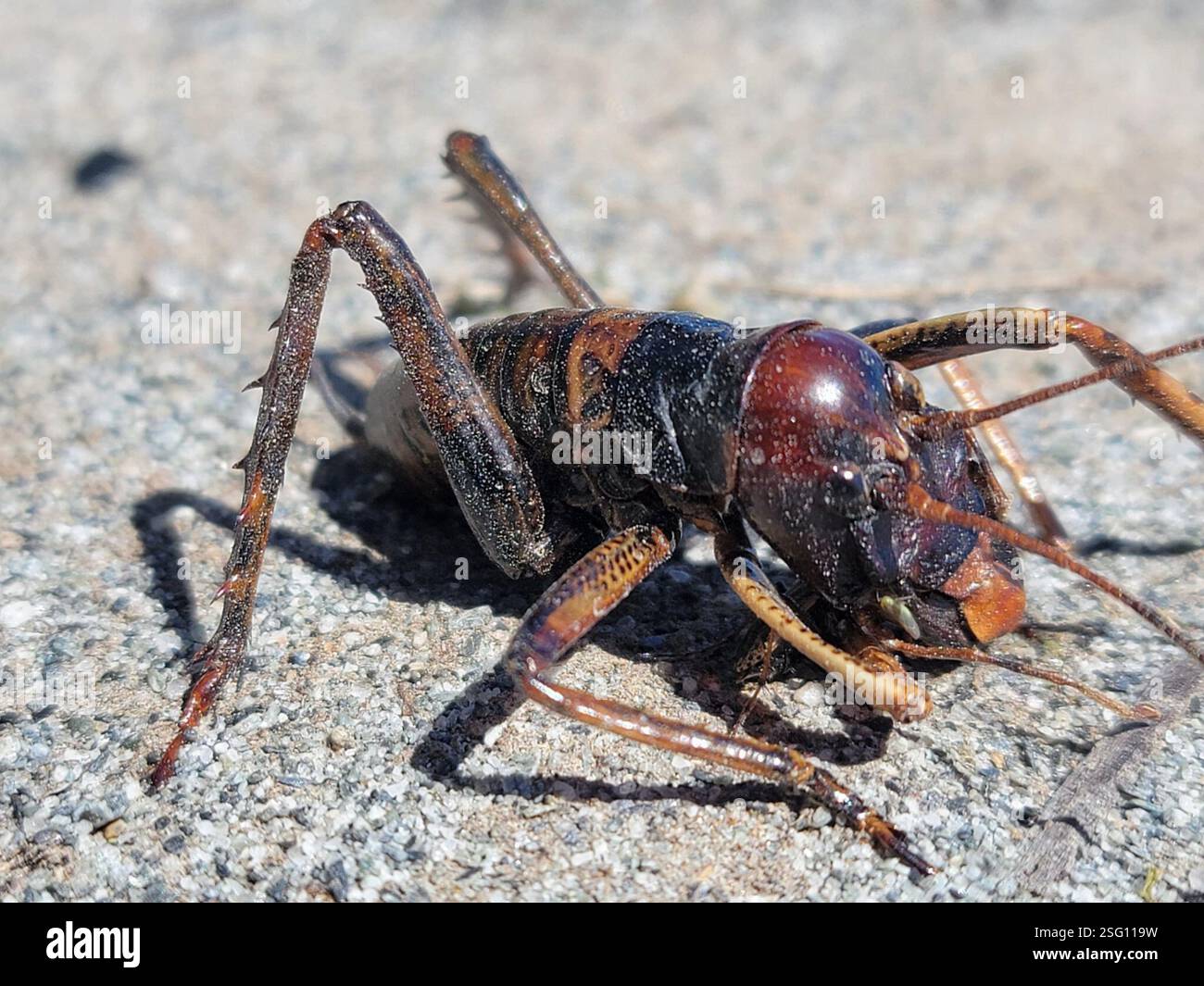 Wellington Tree Wētā (Hemideina crassidens), Insecta, Ōkārito 7886, New ...