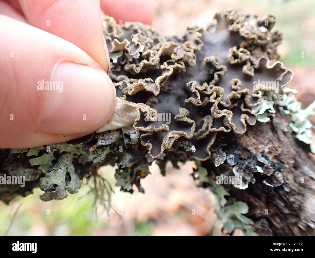 tree pelt lichen (Peltigera collina), Fungi, Colwood, BC, Canada Stock ...