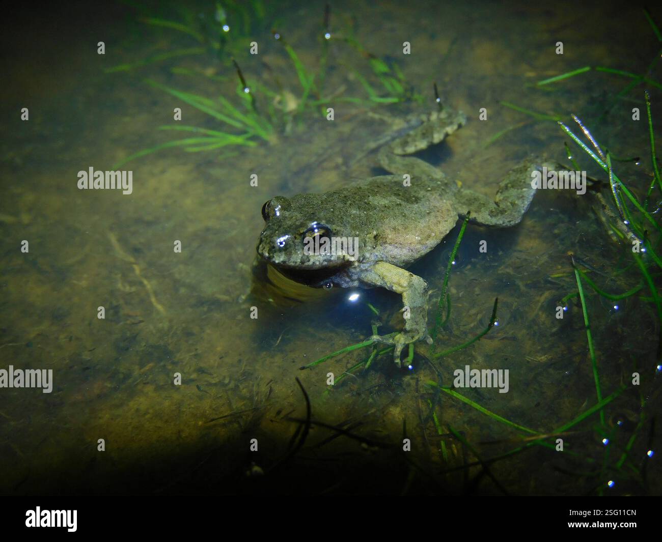 Common Eastern Froglet (Crinia signifera), Amphibia, Hobart TAS ...