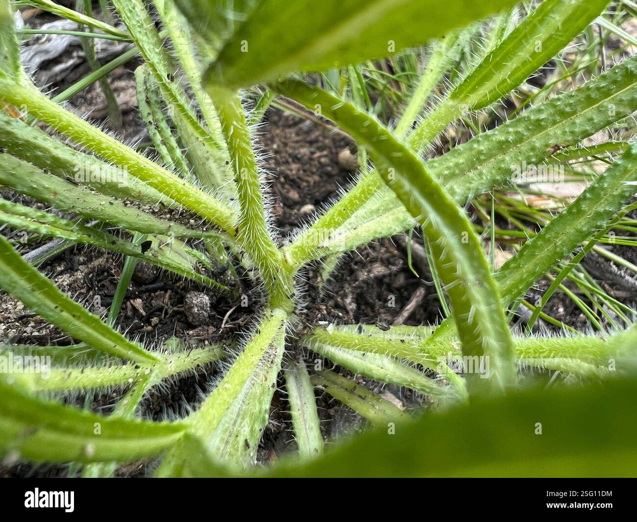 Annual Cryptanthas (Cryptantha), Plantae, Orange County, CA, USA Stock ...