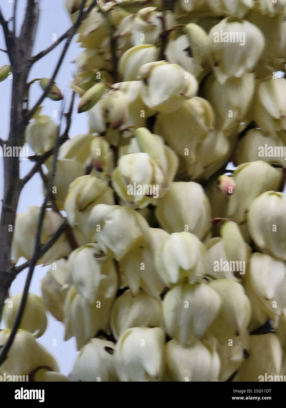 moundlily yucca (Yucca gloriosa), Plantae, Greymouth 7805, New Zealand ...
