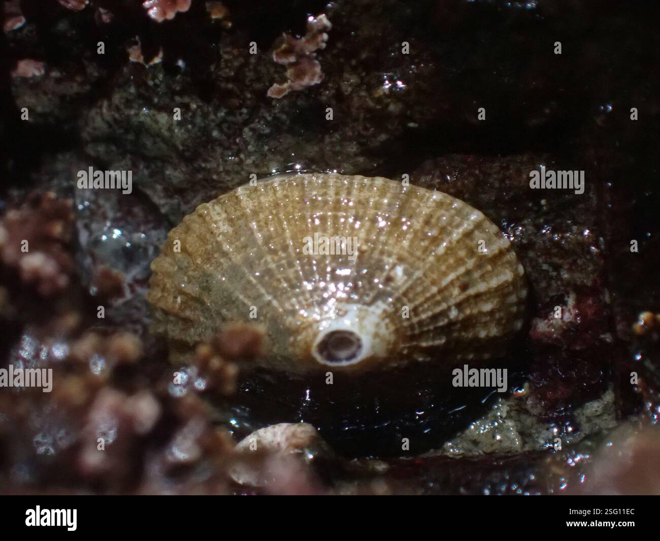 Rough Keyhole Limpet (Diodora aspera), Mollusca, Fairfield, Victoria ...