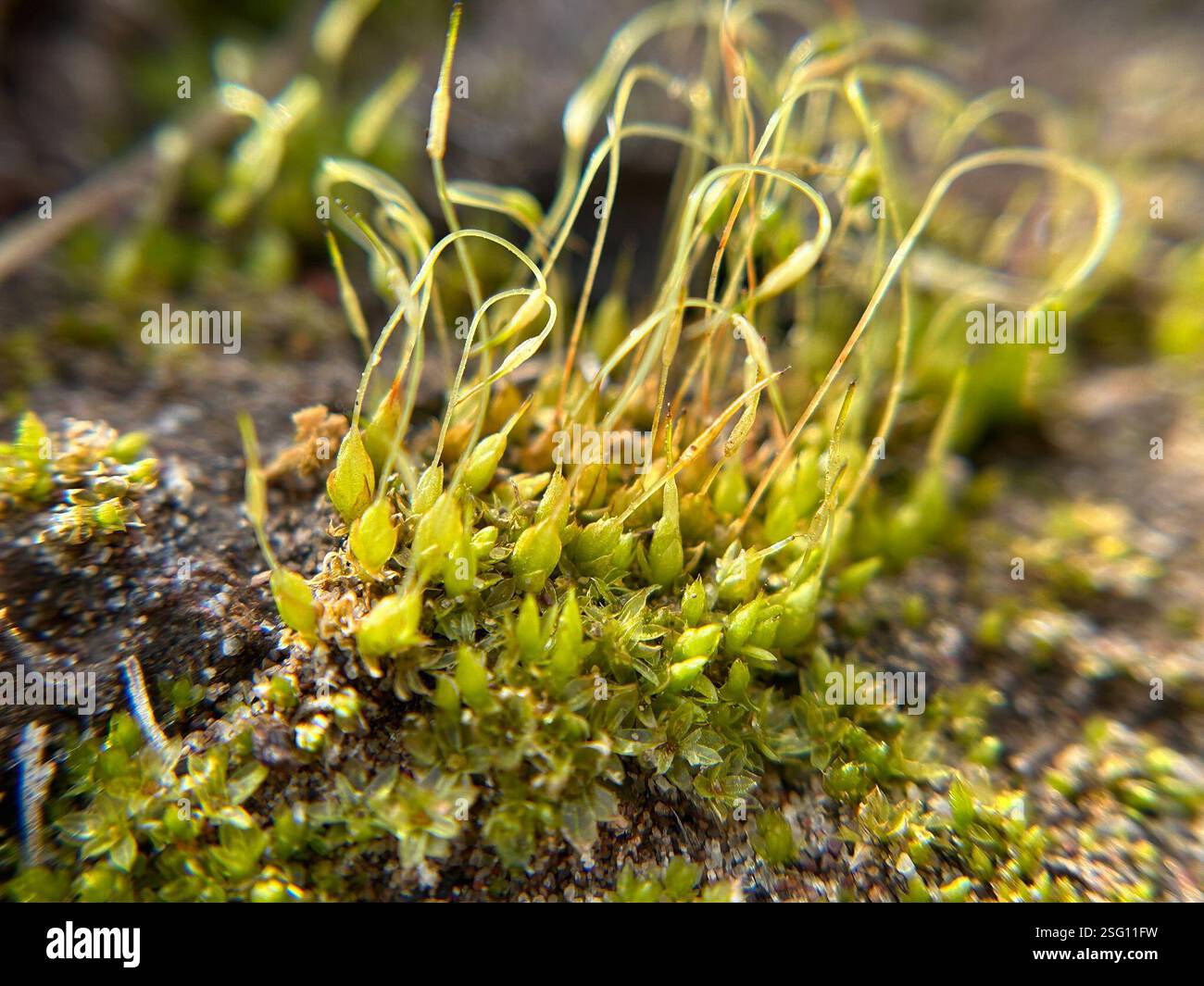Bonfire moss (Funaria hygrometrica), Plantae, Monaña de Oro State Park ...