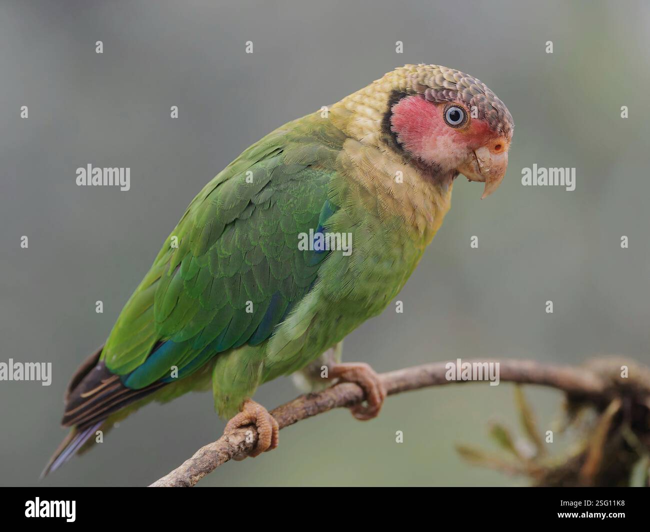Rose Faced Parrot Stock Photo - Alamy