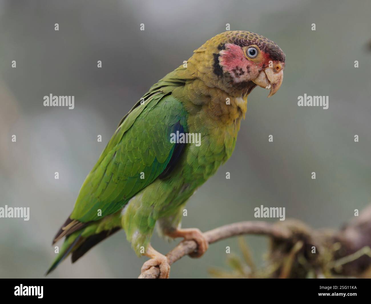 Rose Faced Parrot Stock Photo - Alamy