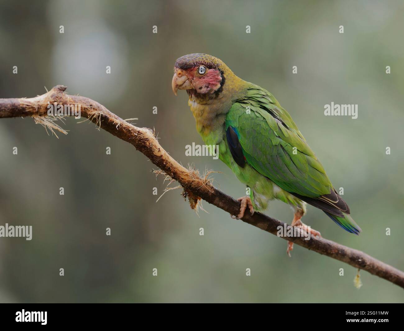 Rose Faced Parrot Stock Photo - Alamy