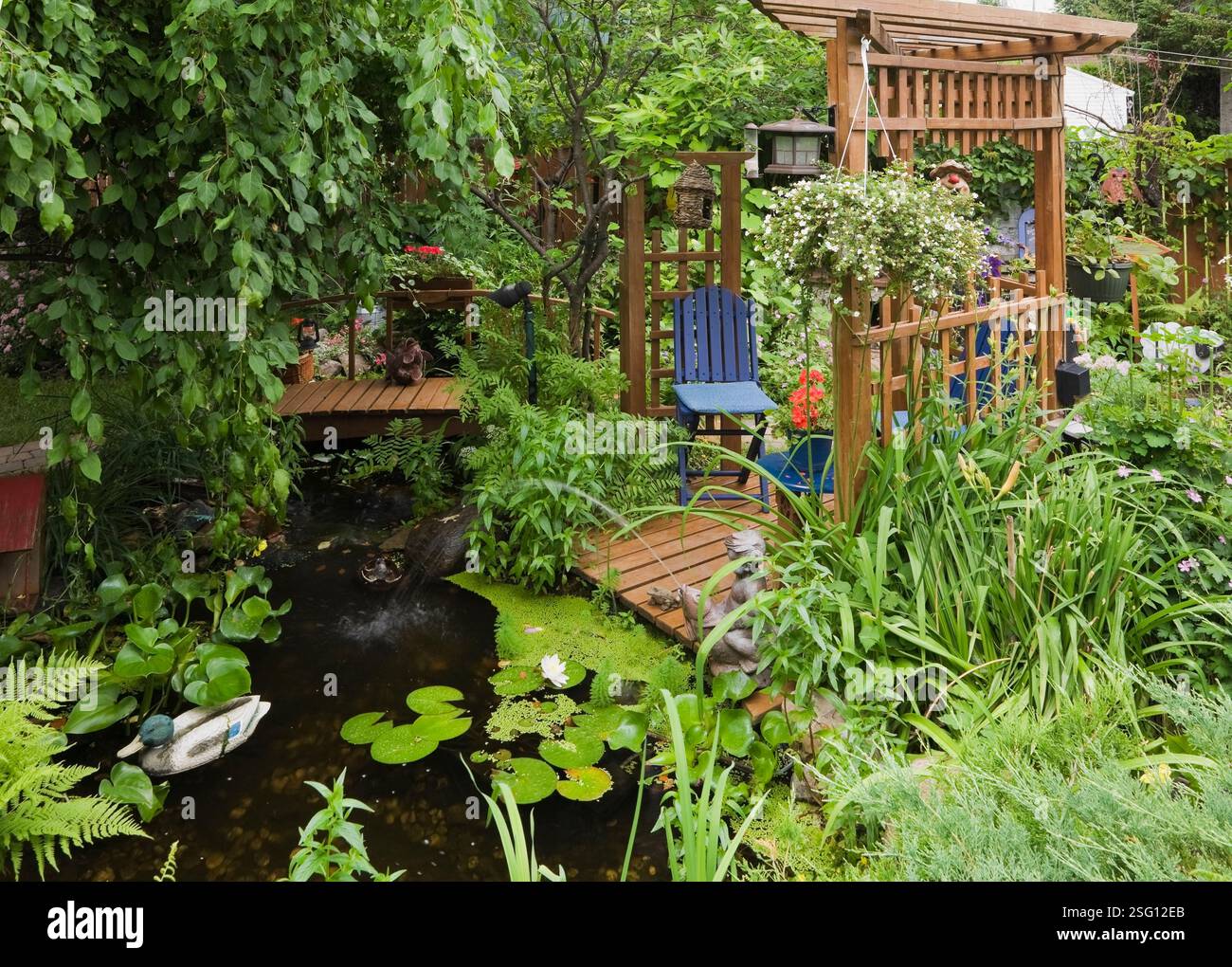 Overhanging Malus 'Royal Beauty' - Apple tree leaves and brown wooden pergola with blue chairs ...