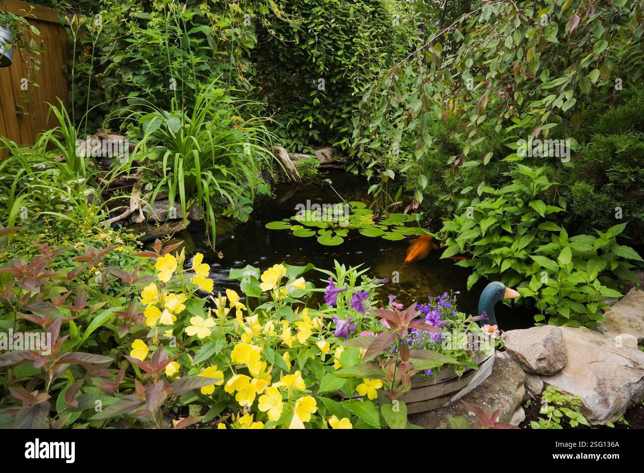 Raised stone border with yellow Oenothera - Sundrops flowers and wooden ...