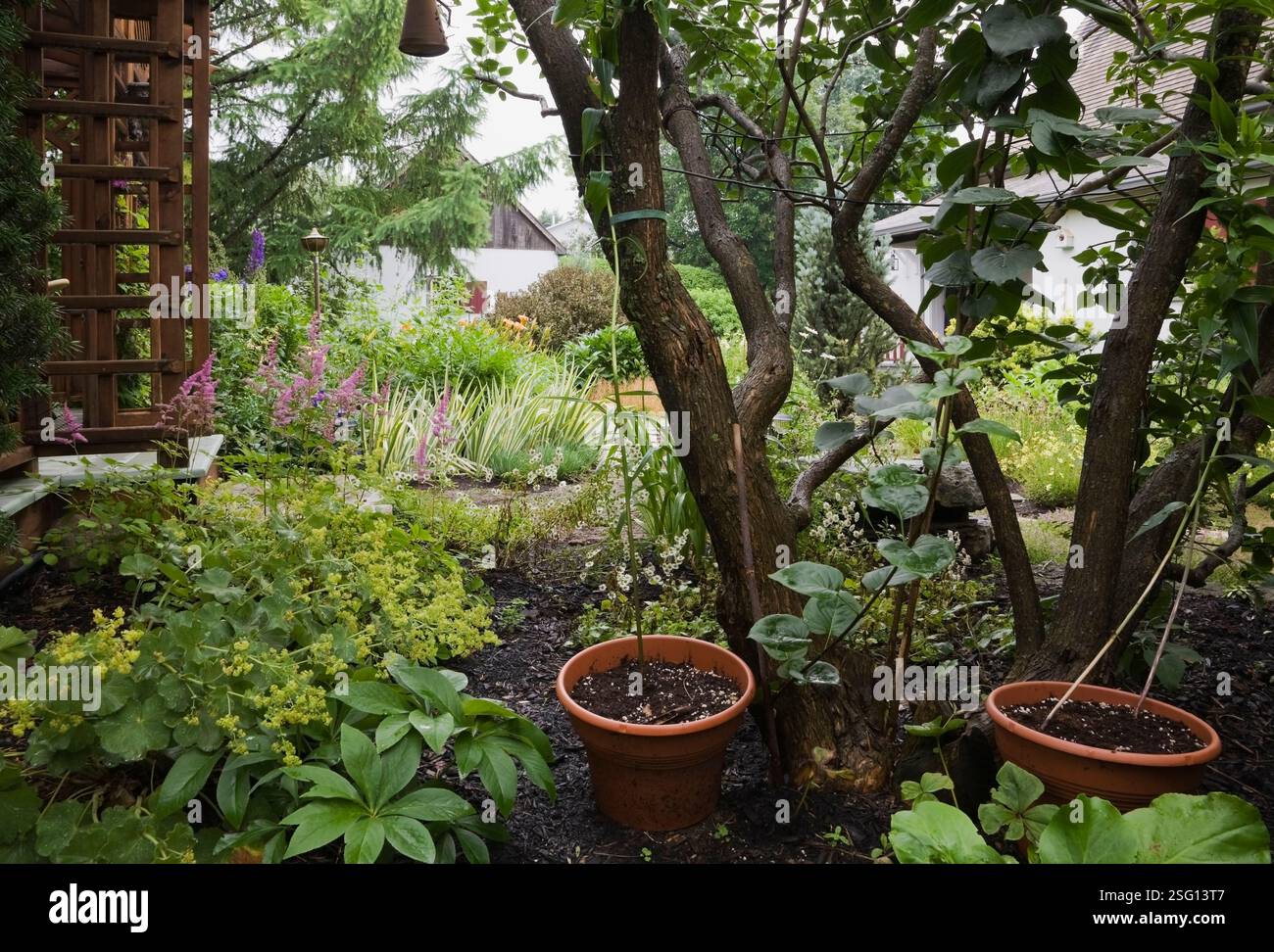 Gleditsia 'Sunburst' - Honeylocust tree underplanted with terracotta ...