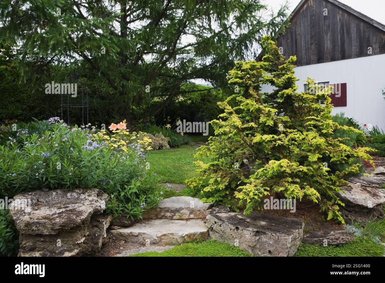 Natural stone steps bordered by blue Amsonia salicifolia flowers and ...