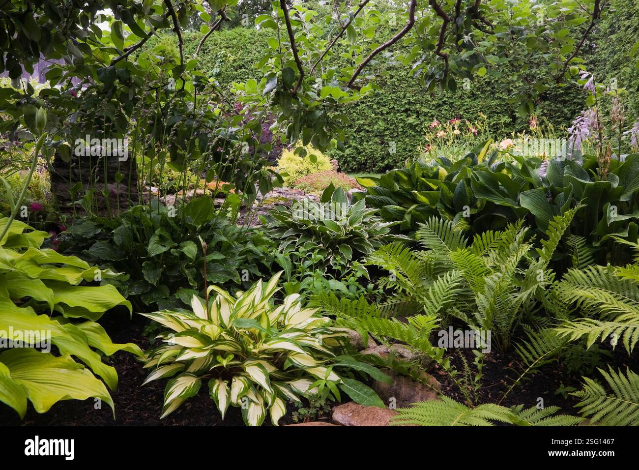 Mixed border with Hosta 'Moon Wave', 'Calypso' in foreground and ...