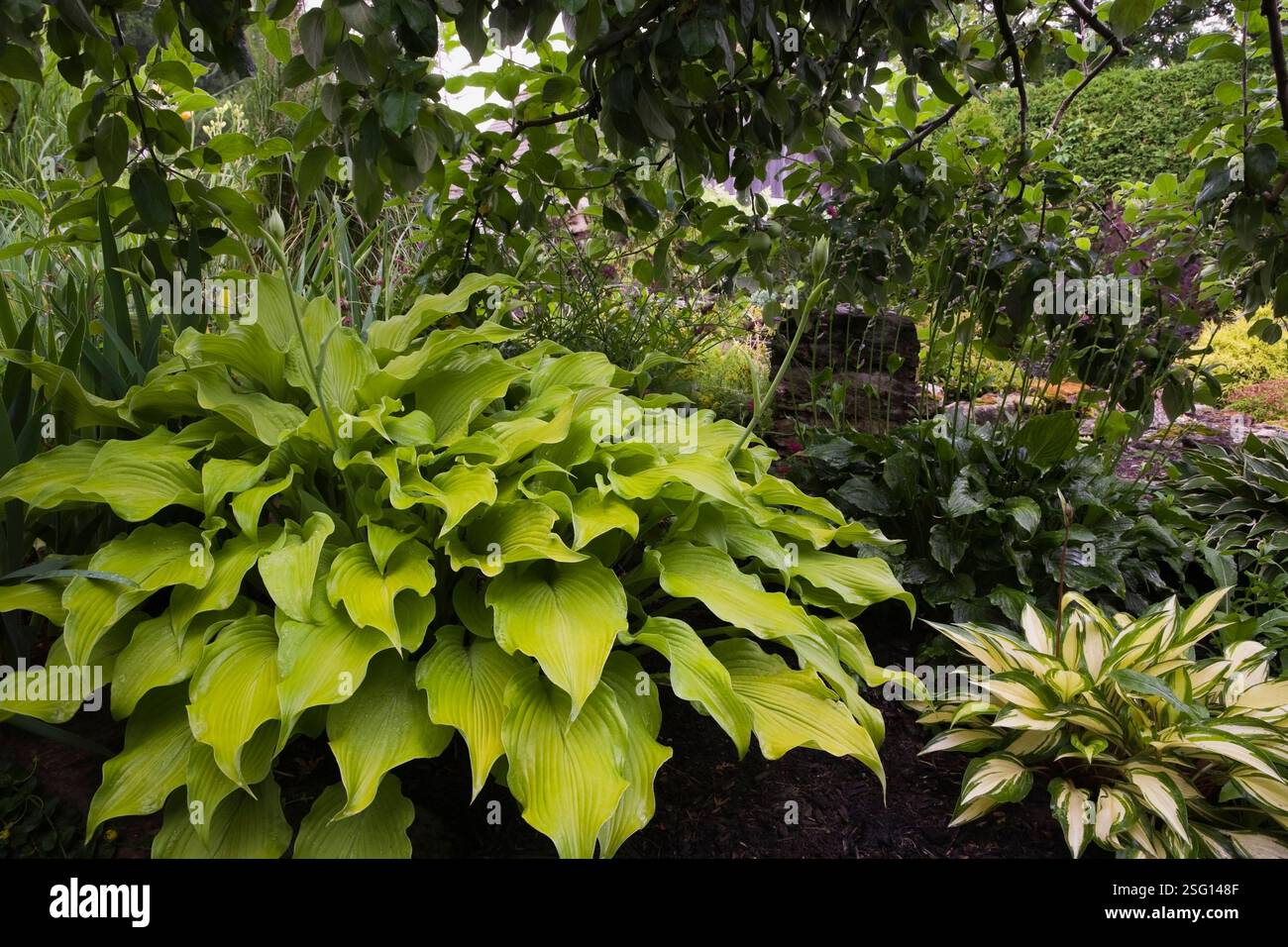 Mixed border with Hosta 'Moon Wave' and 'Calypso' in backyard country ...