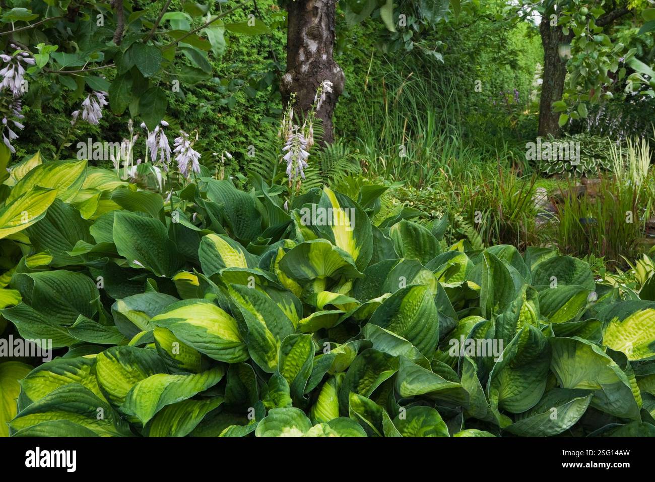 Close-up of Hosta 'Captain Kirk' in border in backyard country garden ...