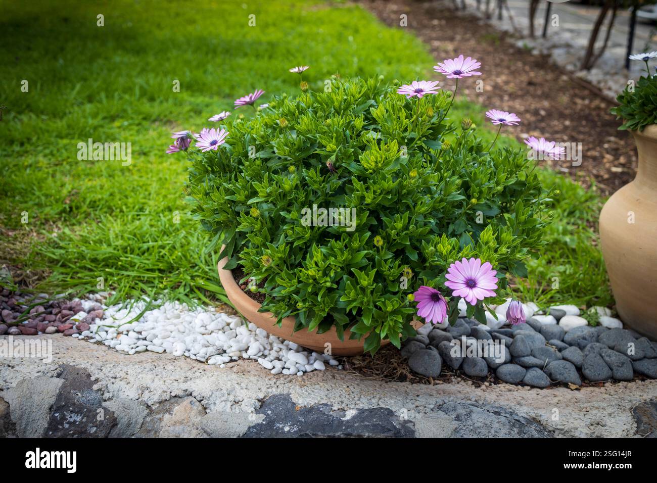 Dimorphotheca pluvialis, common names white African daisy, Cape ...