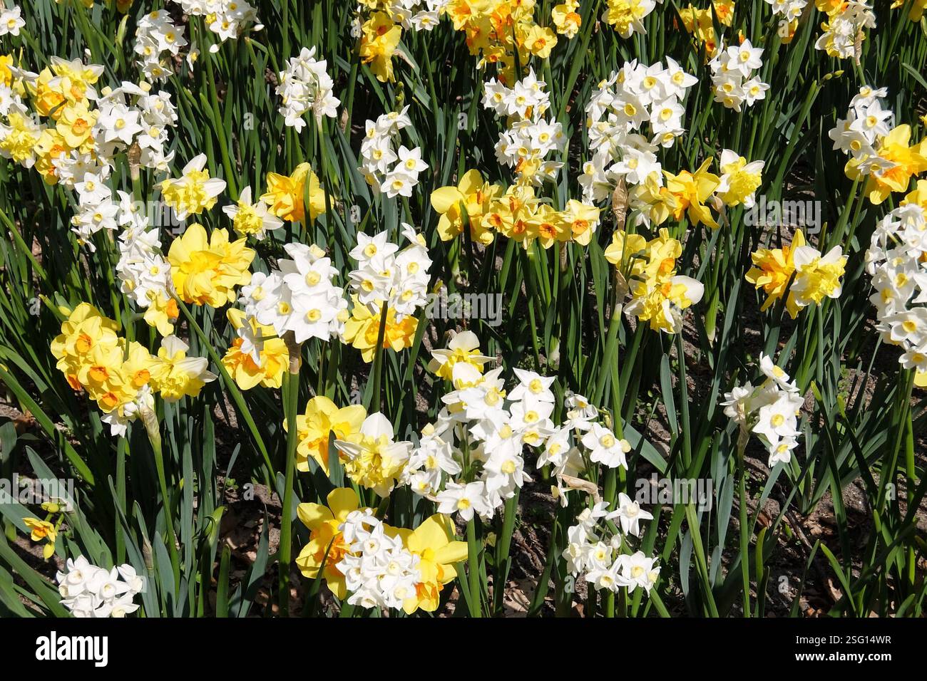 Bright yellow and white daffodils in full bloom in a lush spring garden ...