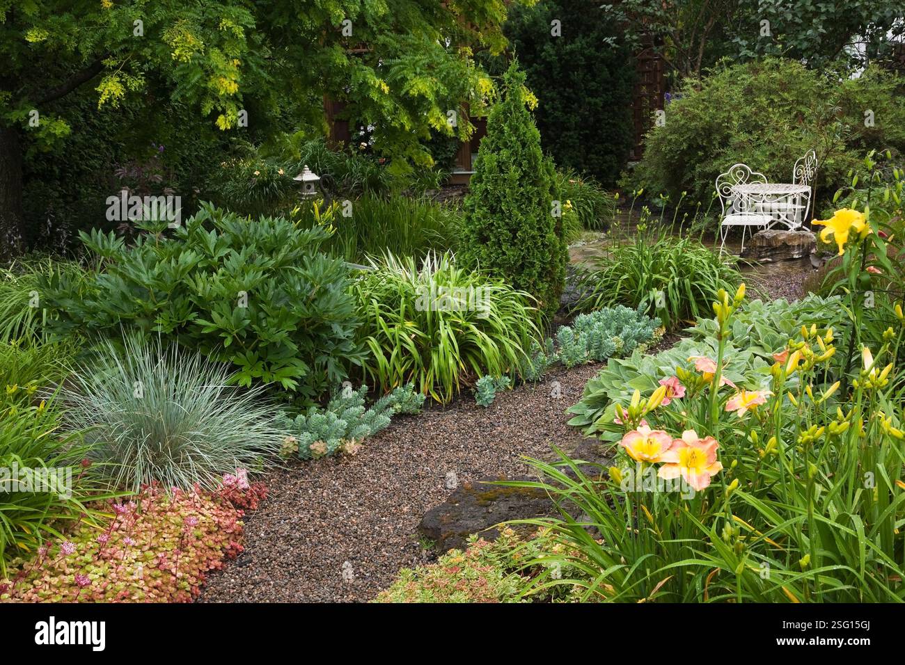 Sedum spurium 'Tricolor' , Helictotrichon sempervirens - Blue Oat Grass ...
