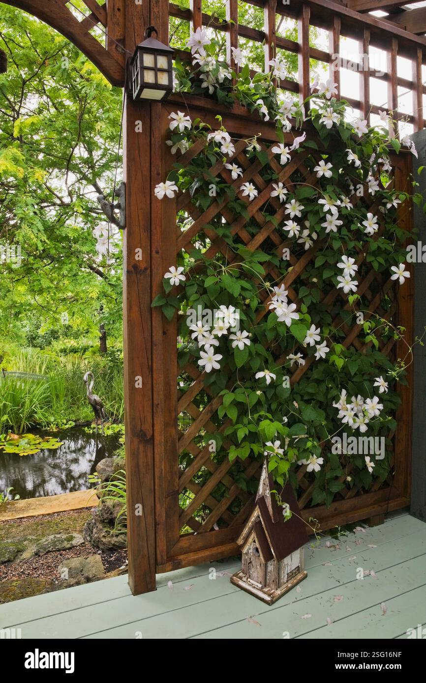 Gleditsia triacanthos 'Sunburst' - Honeylocust tree over pond with ...