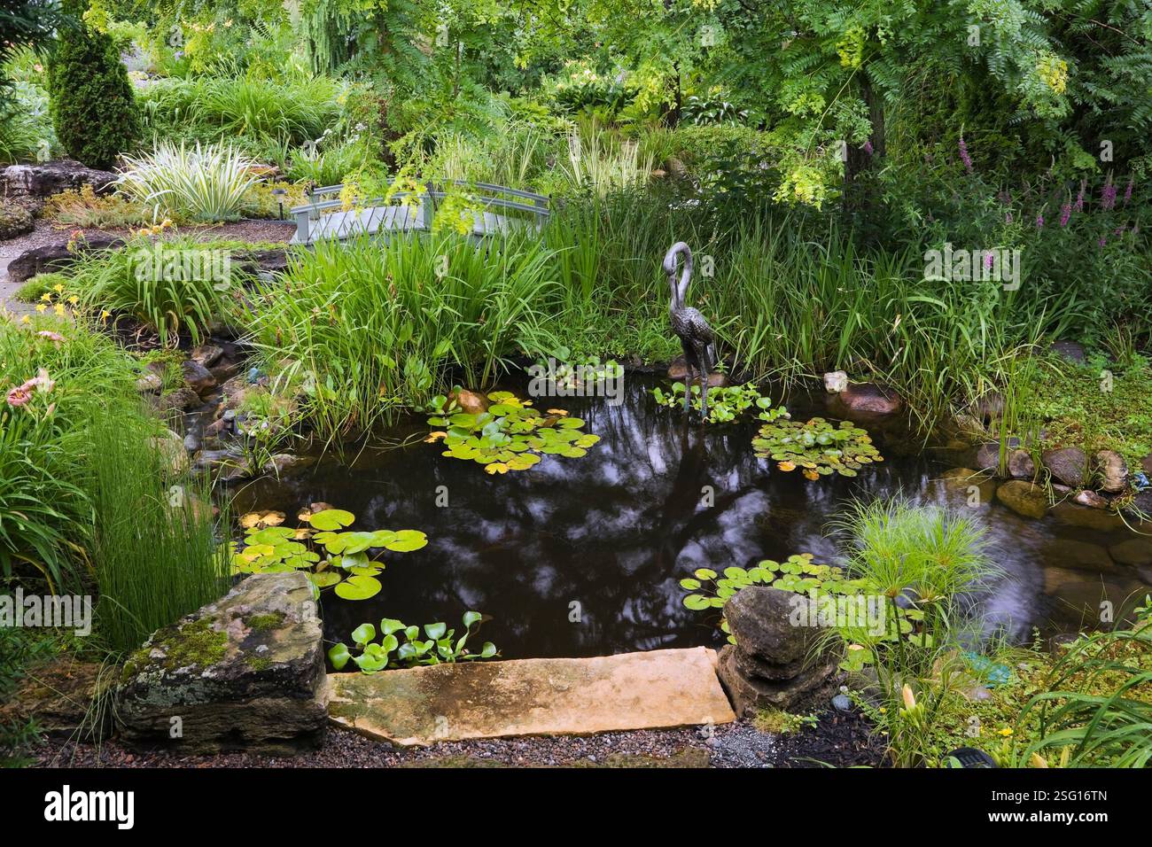 Gleditsia triacanthos 'Sunburst' - Honeylocust tree over pond with ...