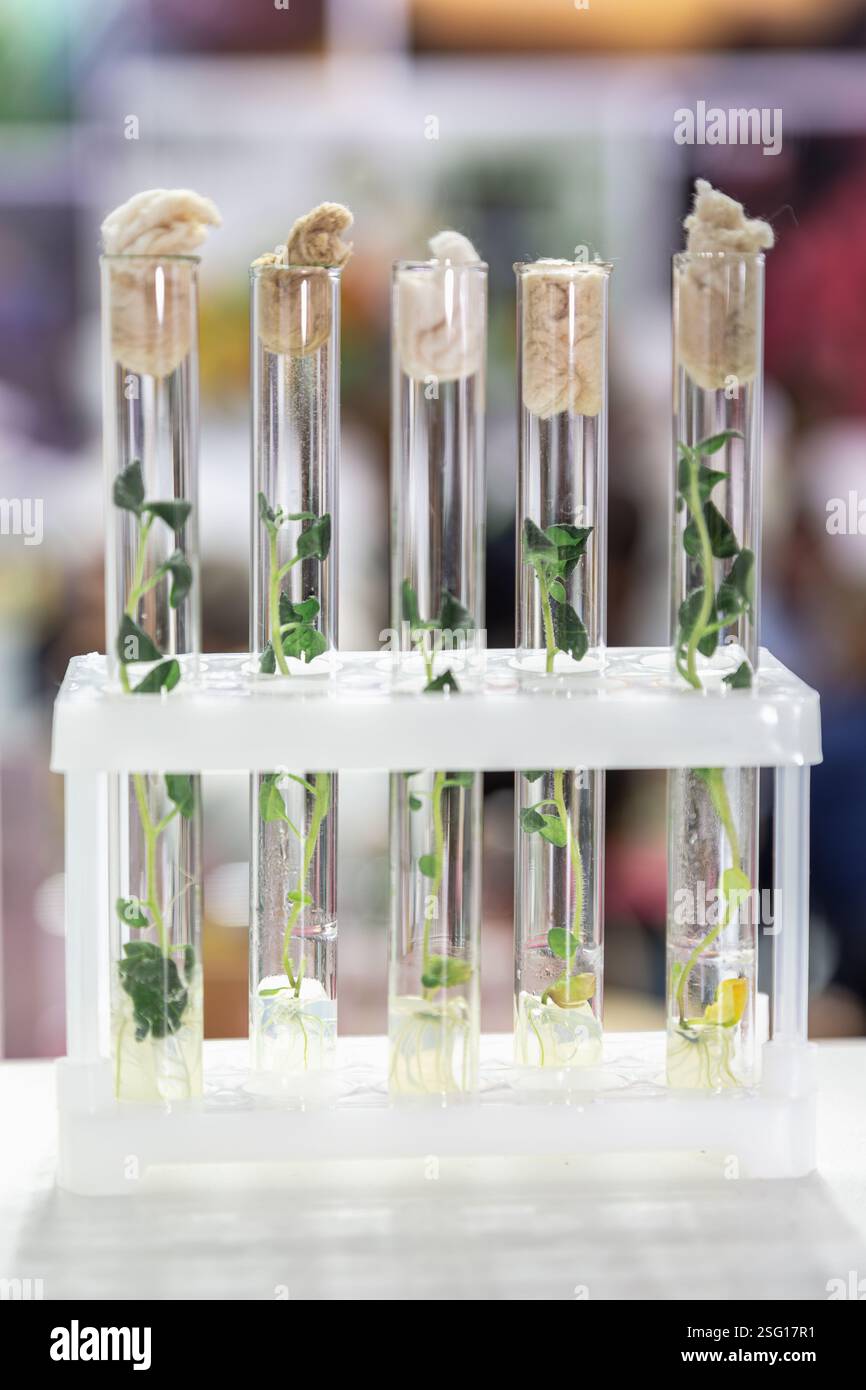 in vitro collection of transgenic potato plant and original varieties ...